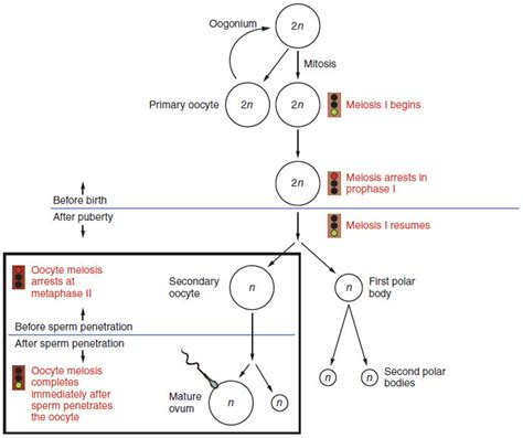 Oogenesis Flowchart