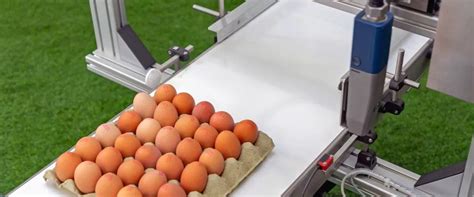 Yumurta Tasnif Toplama ve Kodlama Makineleri BG Makina Yumurta Sınıflandırma Paketleme ve