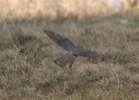 Weedon S World Of Nature Merlin Sex Mystery