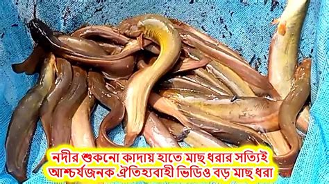 নদীর শুকনো কাদায় হাতে মাছ ধরার সত্যিই আশ্চর্যজনক ঐতিহ্যবাহী ভিডিও বড়