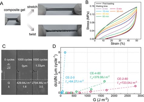 Fatigue Fracture Properties Of The Composite Gels A Photographs To