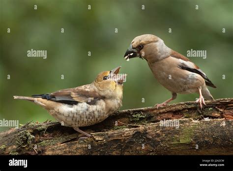 Junges Küken Fotos Und Bildmaterial In Hoher Auflösung Alamy