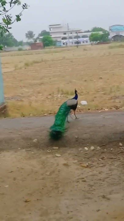 Pickok Sound Shortvideo Cutefunny Trend Viraltrend Youtube