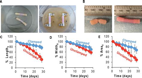 Figure 2 From A Model System For Developing A Tissue Engineered