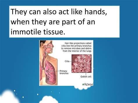 Ppt Flagella And Cilia Powerpoint Presentation Free Download Id