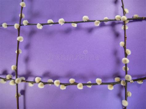 Four Pieces Of Willow Or Salix Stock Image Image Of Chain Square