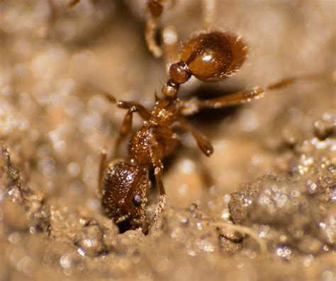 How To Get Rid Of Fire Ants Proactive Pest Control