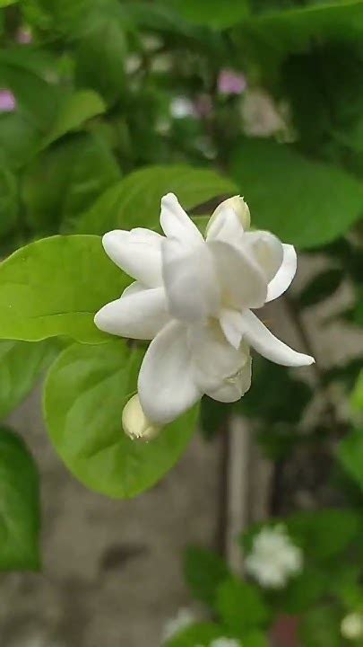 ছাদ বাগানের হরেক রকম ফুল।।shortvideo Flowers Youtube