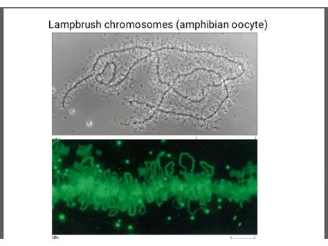 Lampbrush Chromosome And Their Importance Pptx