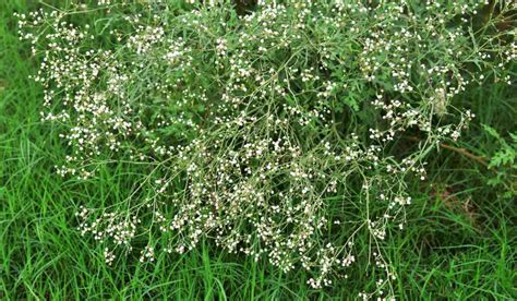 Carrot Grass Facts Uses Benefits And Side Effects