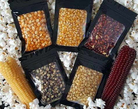 Tiny Kernel Popcorn Etsy