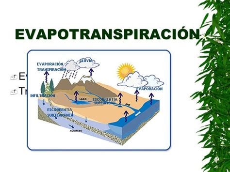 Qué es la evapotranspiración