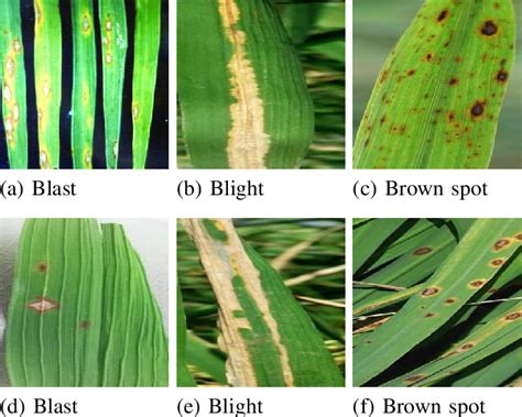 Figure 2 From Rice Disease Detection Using Intensity Moments And Random