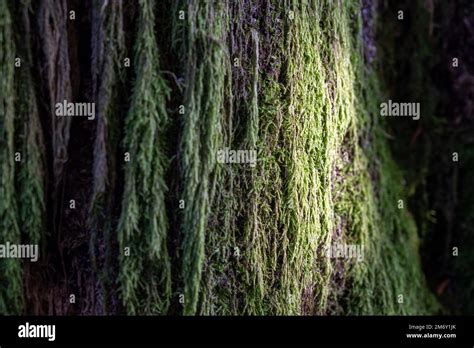Tree Trunk Covered With Moss Moss Texture Macro View In Nature For Wallpaper Moss Background