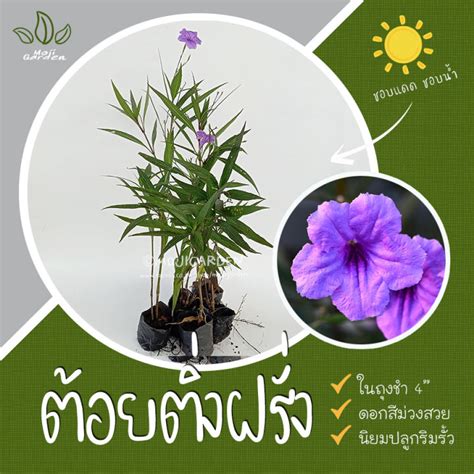 ต้นต้อยติ่งฝรั่ง ฟ้าประทานพร ในถุง 4 นิ้ว ชอบแดด ปลูกง่ายโตไว ออกดอกสี