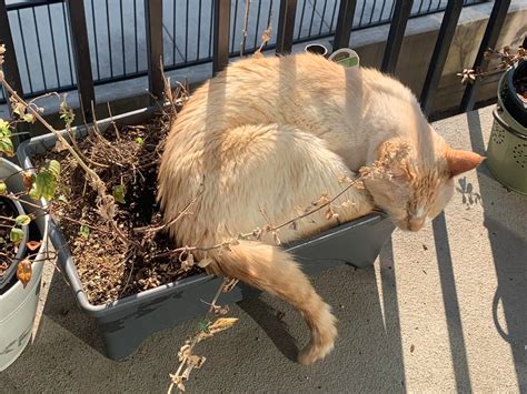 Help My Catnip Has Been Looking Poorly Lately And This Just Started