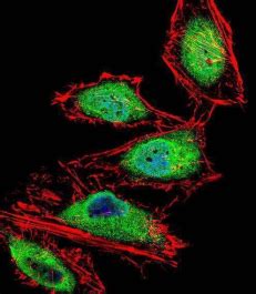 Anti RUNX Center Antibody RayBiotech