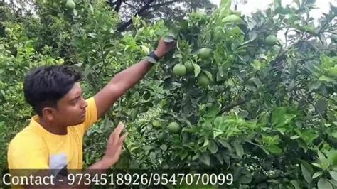 Bari 1 Full Sun Exposure Malta Mosambi Sweet Lemon Plants For Garden