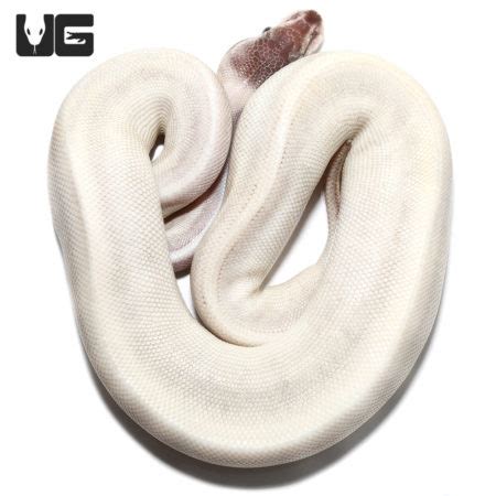 Yearling Female Super Mojave Ball Python Python Regius For Sale Underground Reptiles