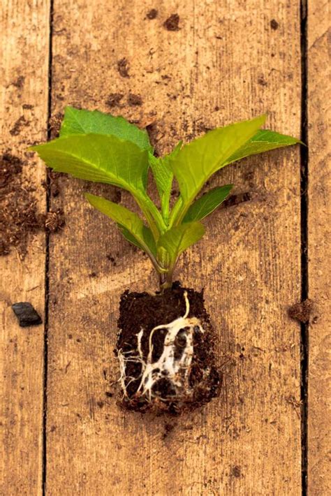 How To Plant A Dahlia Root At Angel Alvarado Blog