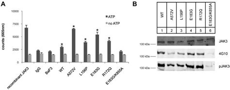 Jak3 Ferm Domain Mutations Show Increased Kinase Activity In Vitro A