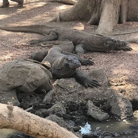 【インドネシア】東南アジア最後の秘境！！ コモド諸島にコモドドラゴンを見に行きませんか！？ クラブログ ～スタッフブログ～｜クラブツーリズム