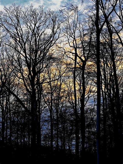 Top More Than 59 Forest Wallpaper Aesthetic Super Hot In Cdgdbentre