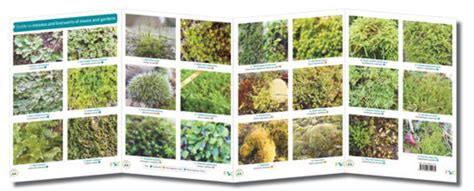 Field Guide Mosses And Liverworts Of Towns And Gardens Muddy Faces