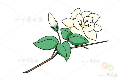 美丽的栀子花简笔画图片 花朵简笔画