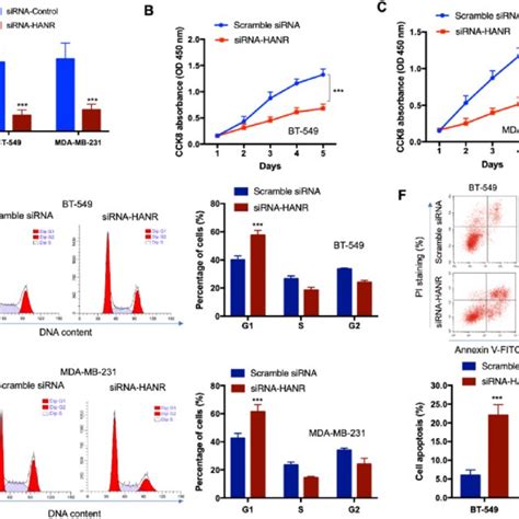 Sirna Hanr Suppressed Tnbc Growth A The Knockdown Efficacy Of Hanr