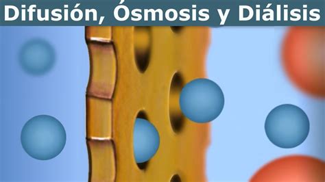 Difusi N Smosis Y Di Lisis Divulgaci N Cient Fica Iqog Csic Youtube