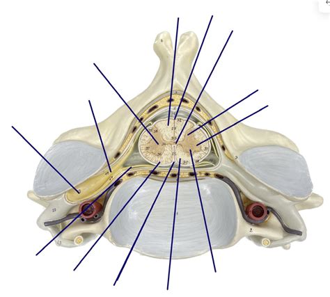 Spinal Cord Lab 12 Diagram Quizlet