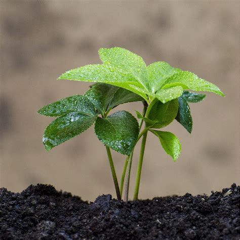 Rci Study Debunking Competition Between Food And Feedstock European