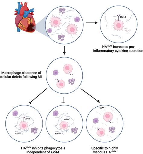 Hyaluronan Provokes Inflammation But Suppresses Phagocytotic Function