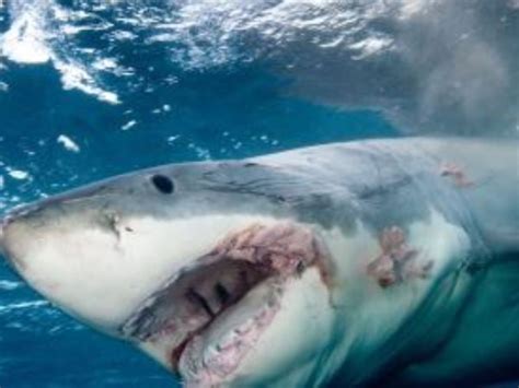Who Is This Man Outrage After Picture Of Naked Man On Dead Shark