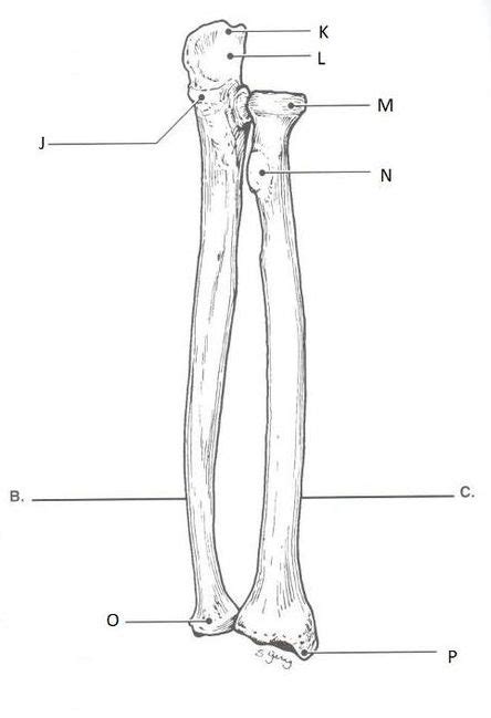 Radius And Ulna Landmarks Anterior View Quiz By Lebhead