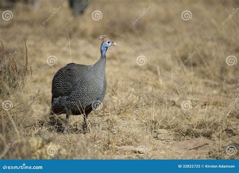 Two Guinea Fowl Male And Female In The Field Royalty Free Stock