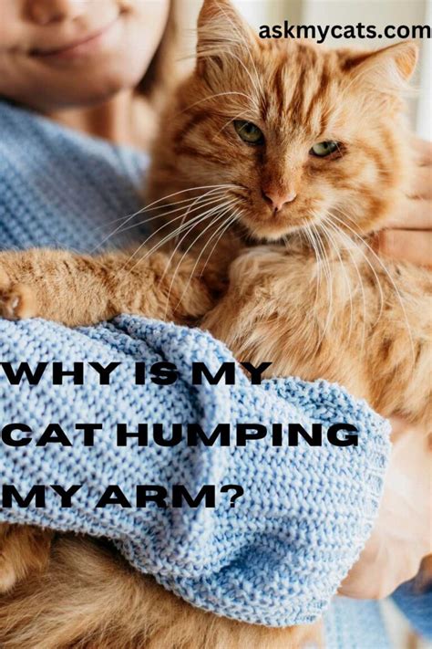 My Cat Humps Me What Does It Mean