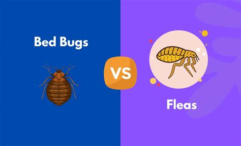 Bed Bugs Vs Fleas Whats The Difference With Table