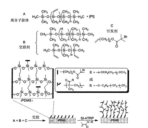Polydimethylsiloxane With Initiator On Surface And Its Preparation