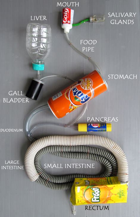 How To Make A Digestive System Model Using Recycled Materials