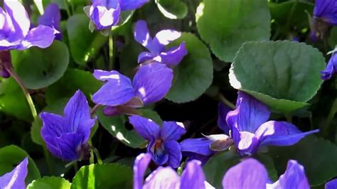 Purple Flowers Blooming In Early Spring Sweet Violet 22525256 Stock