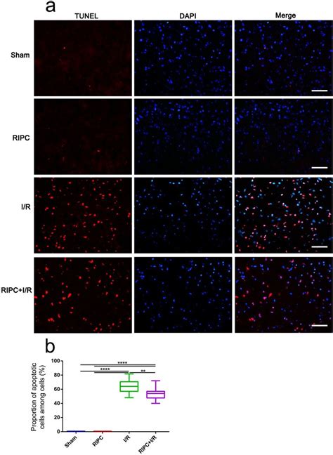 Apoptotic Cells Were Analyzed By Tunel Staining A Apoptotic Cells