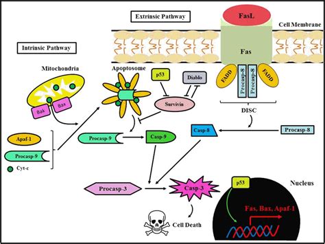 Diagrammatic Representation Of The Extrinsic And Intrinsic Apoptotic