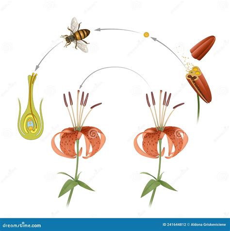 Pollination Is The Sexual Method Of Reproducing In All Plants By The