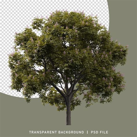 Premium Psd Realistic 3d Rendered Huge Big And Large Tree With A Png
