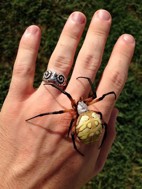 Yellow Garden Spider Texas Texas Yellow Garden Spider Poisonous