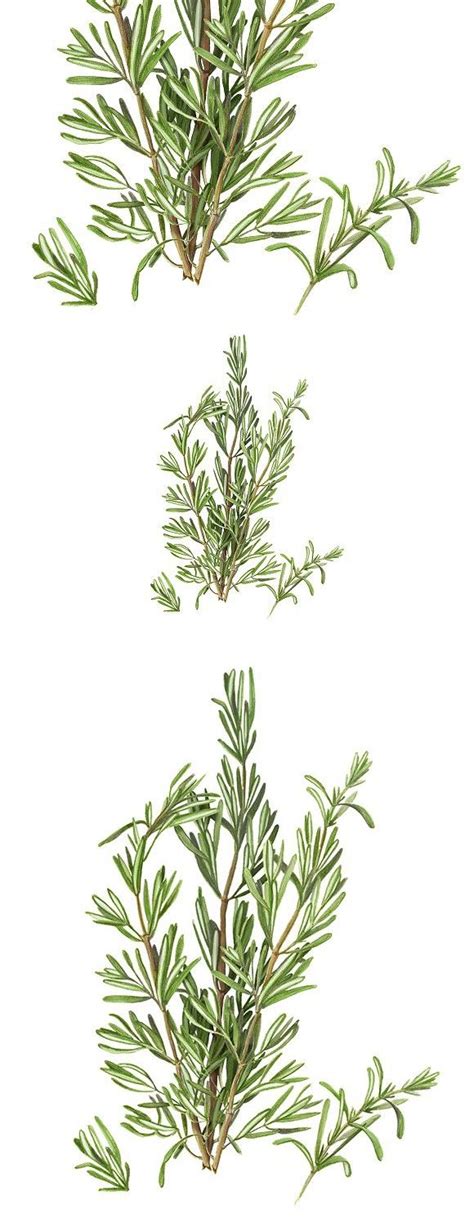 Rosemary Pencil Drawing Isolated Pencil Drawings Drawings Fruit Tattoo