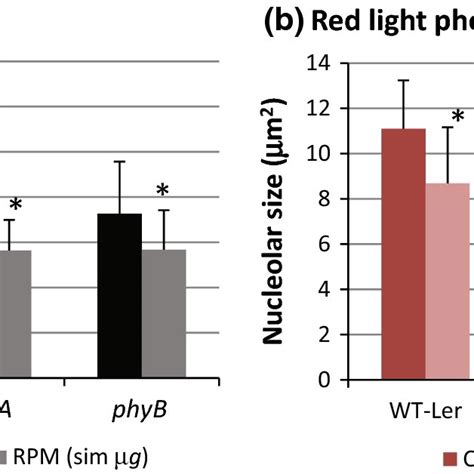 Cell Growth Rate Estimated By Nucleolus Cross Sectional Area In Root Download Scientific
