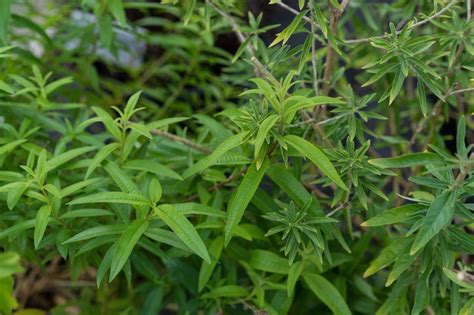 Plante Anti Pucerons La Liste Des 25 Plus Efficaces